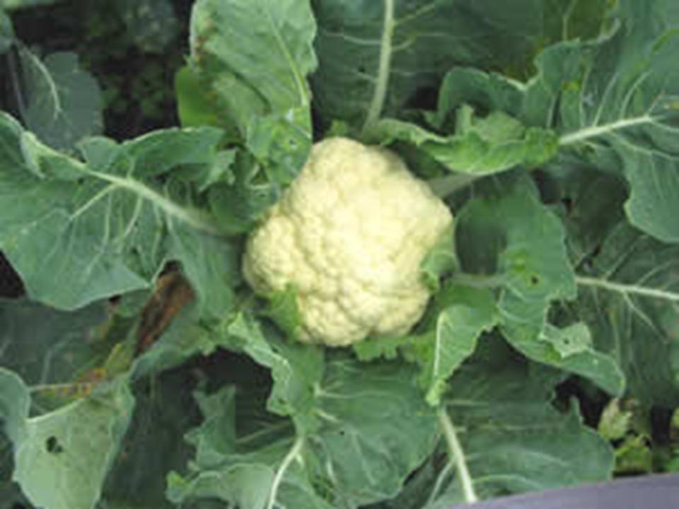 Coliflor - Gobernación de Boyacá | Secretaría de Agricultura