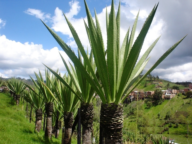 Taller departamental de actualización para la cadena de fique y su ...